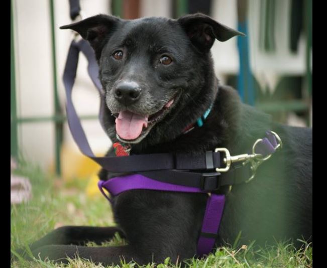 Pooches to take over parking lot at benefit for local animal non-profit ...