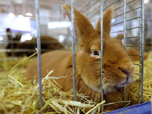 Mystery as world's-biggest-rabbit contender dies on United flight to O ...