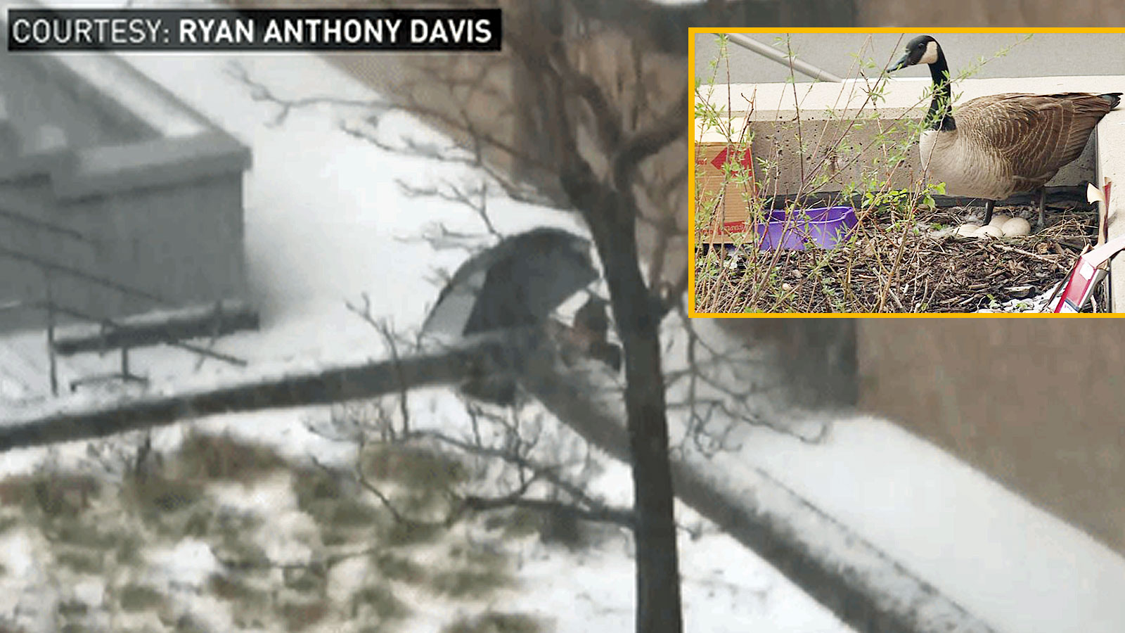 Some guys in Colorado saved a goose from the hail with an umbrella ...