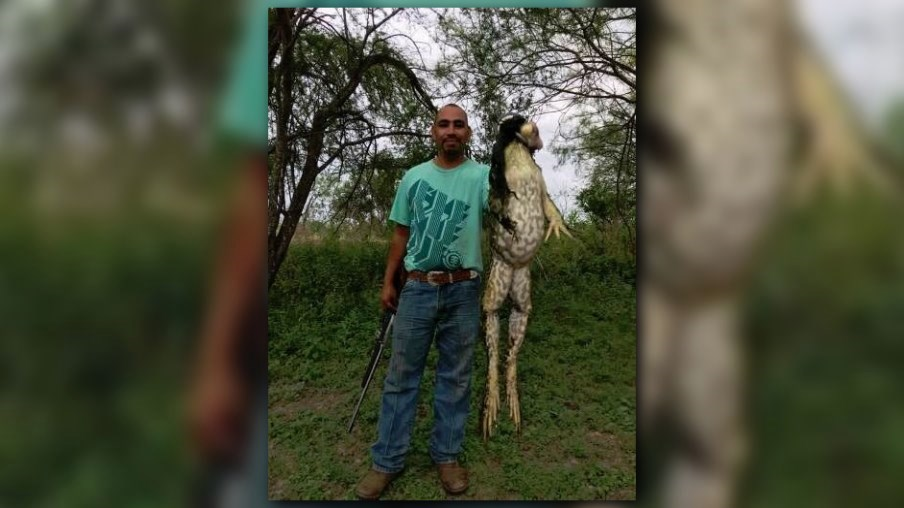 VERIFY: Is photo of massive bullfrog real? | thv11.com