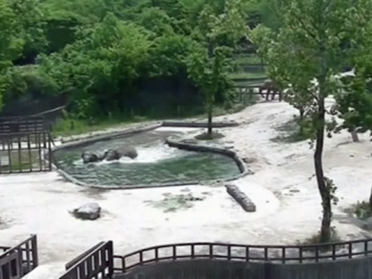 WATCH: Amazing video as adult elephants rescue drowning calf | wtsp.com