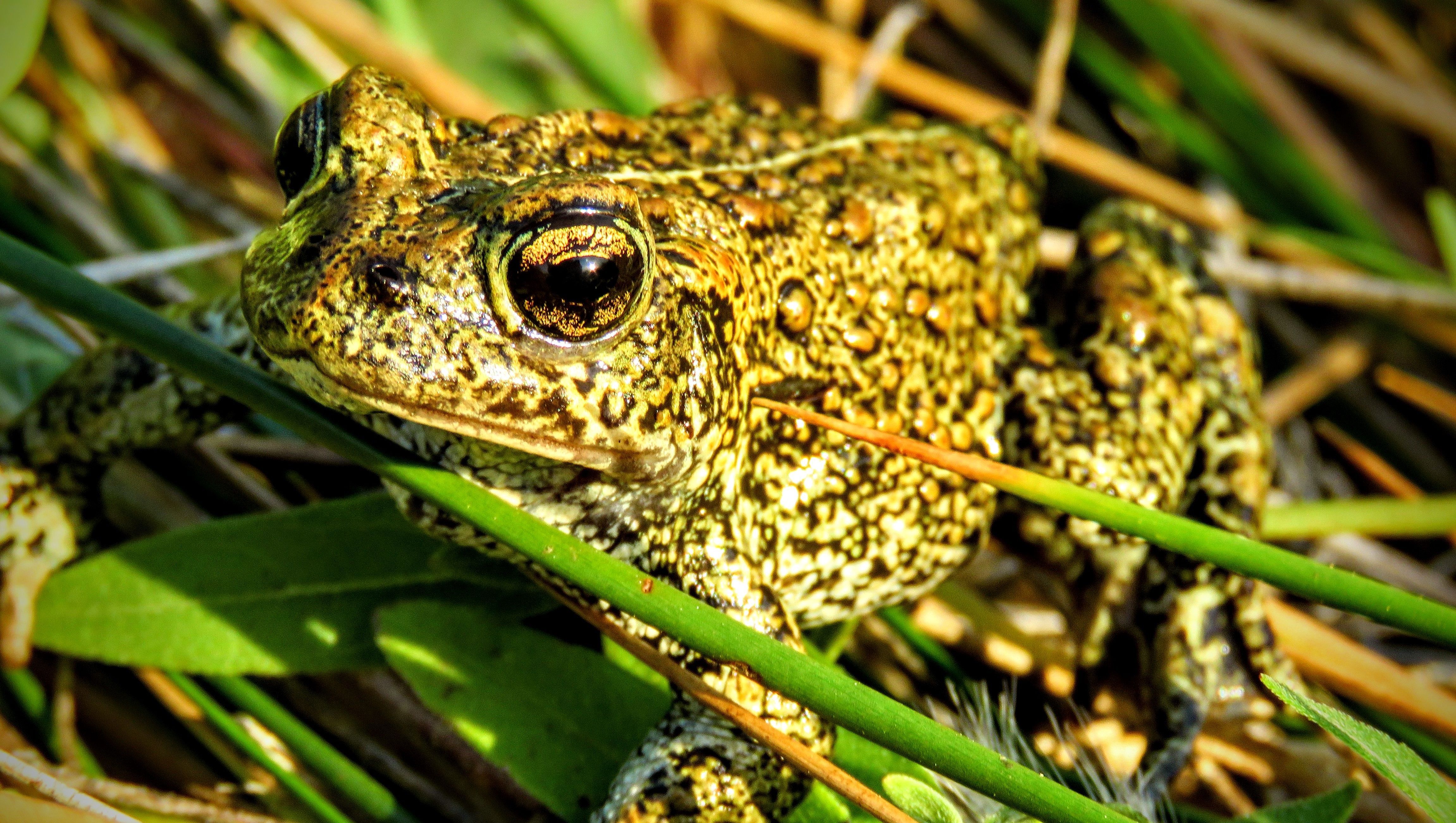 New species of toad discovered in U.S. for 1st time in 50 years | khou.com