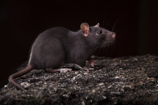 NYC launches $32 million plan to reduce rat population | khou.com