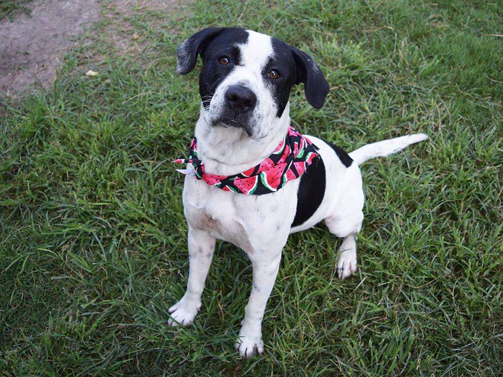 BARC puts out urgent plea for help | khou.com