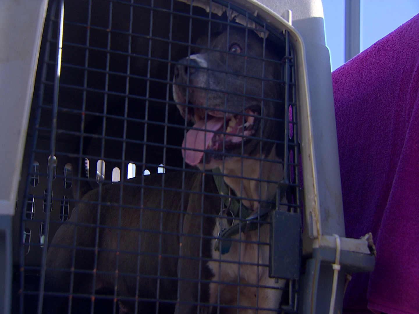 Volunteers ship Houston's stray pets to new homes in Northeast | khou.com