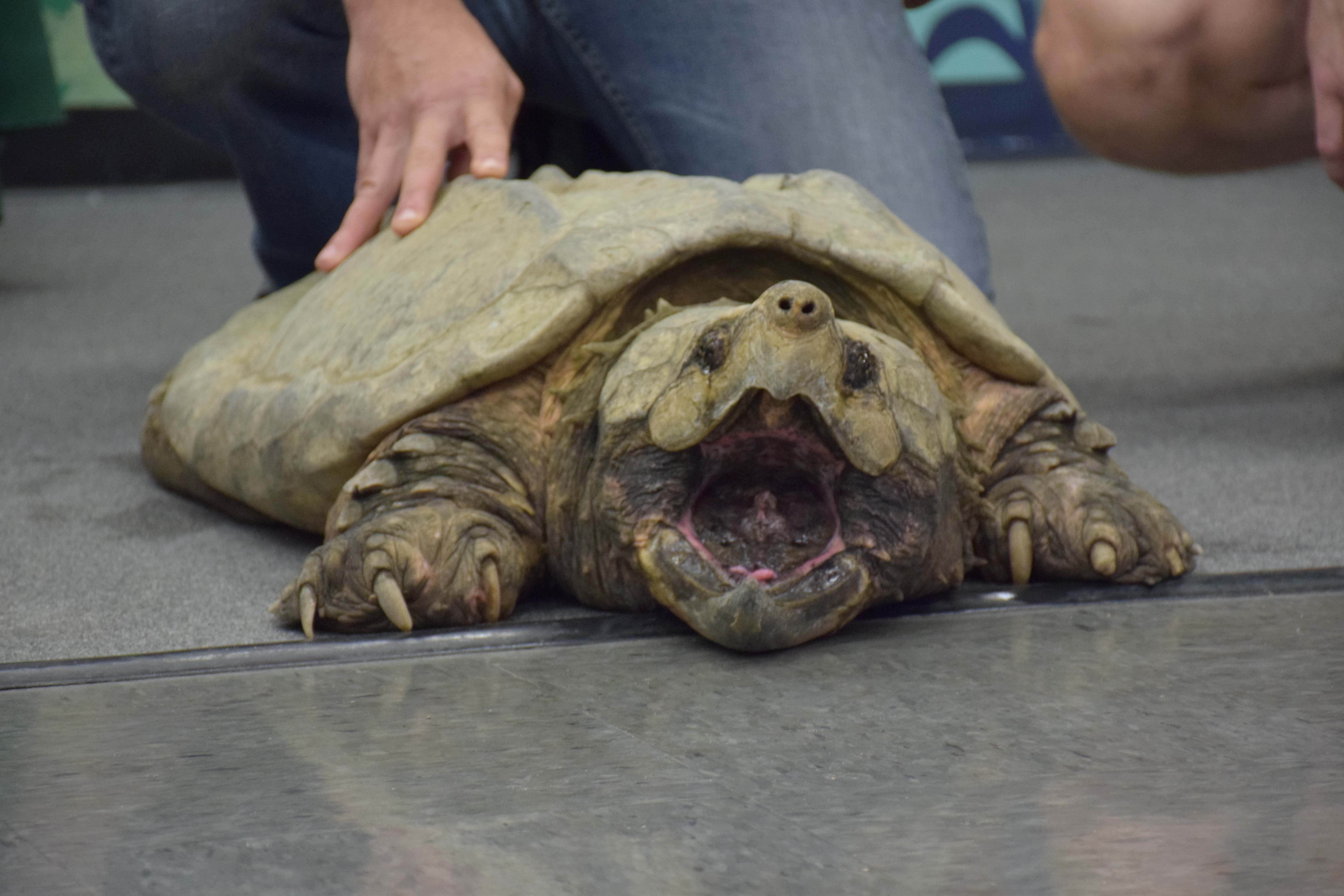 Wowza! Check out this massive turtle | khou.com