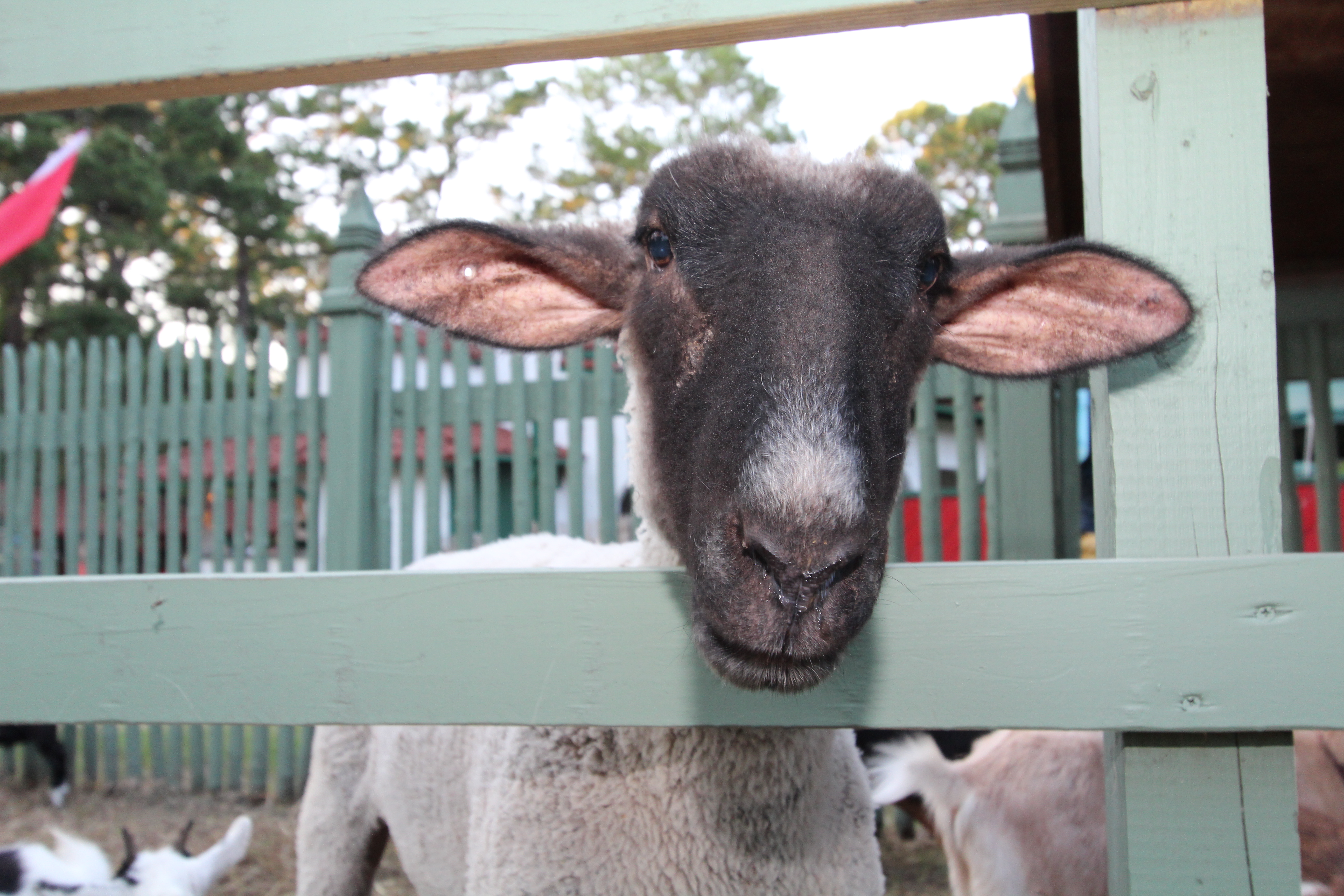 Photos: Enjoy the petting zoo and elephant rides at the Texas ...
