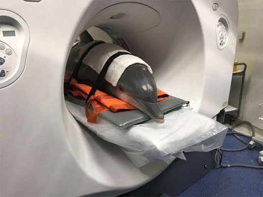Stranded dolphin gets CT scan at UTMB | khou.com