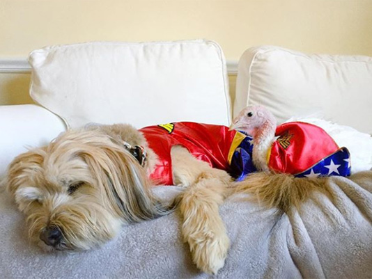 This rescue turkey and dog are best buddies | khou.com