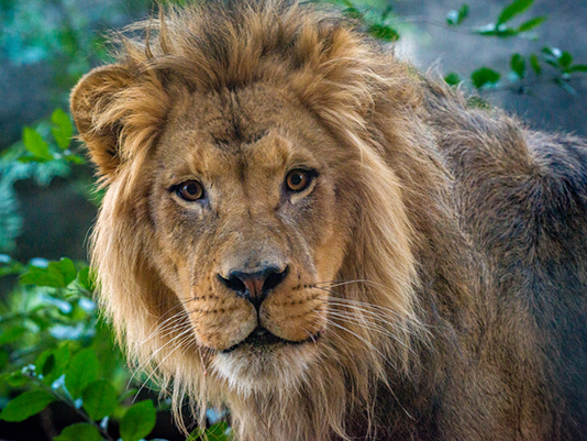 Houston Zoo welcomes new lion | khou.com
