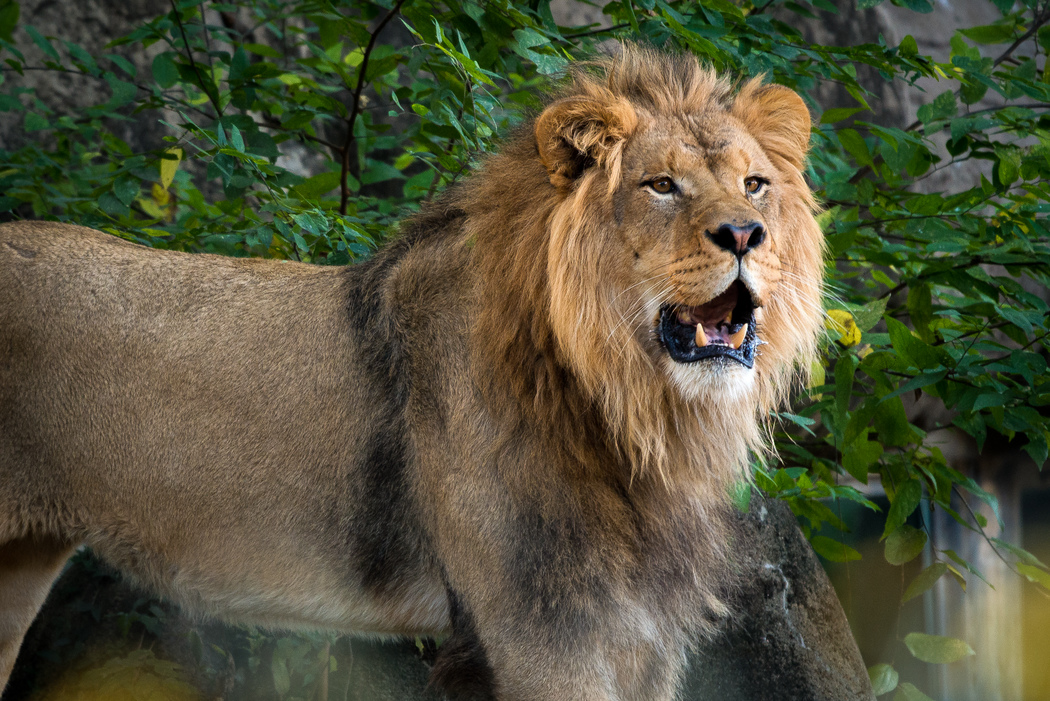 PHOTOS: Houston Zoo welcomes new lion | khou.com