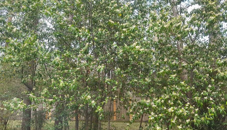 David's Blog: Here Comes the Oak Pollen! | khou.com