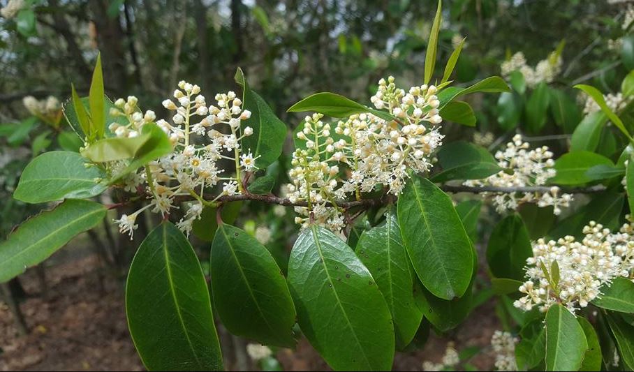 David's Blog: Here Comes the Oak Pollen! | khou.com